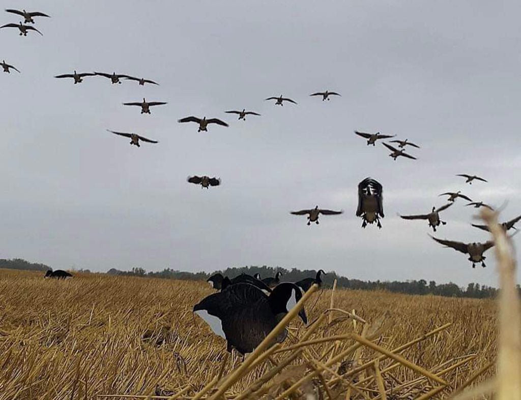 How to Target and Bag, More Early Season Goose Hunting - TideWe
